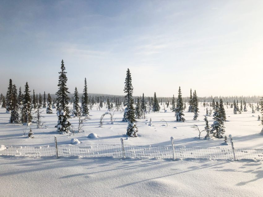 Indigenous People of Sweden: The Sámi - Study in Sweden