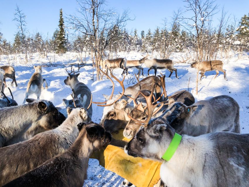 Indigenous People of Sweden: The Sámi - Study in Sweden