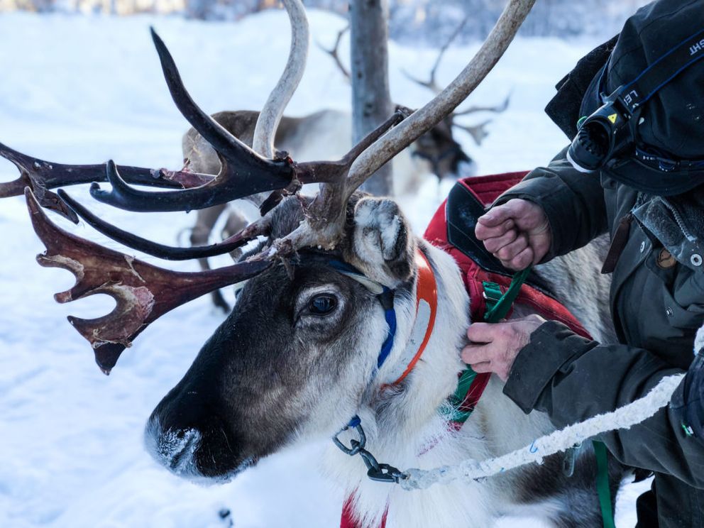 Indigenous People of Sweden: The Sámi - Study in Sweden