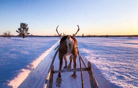 Indigenous People of Sweden: The Sámi - Study in Sweden