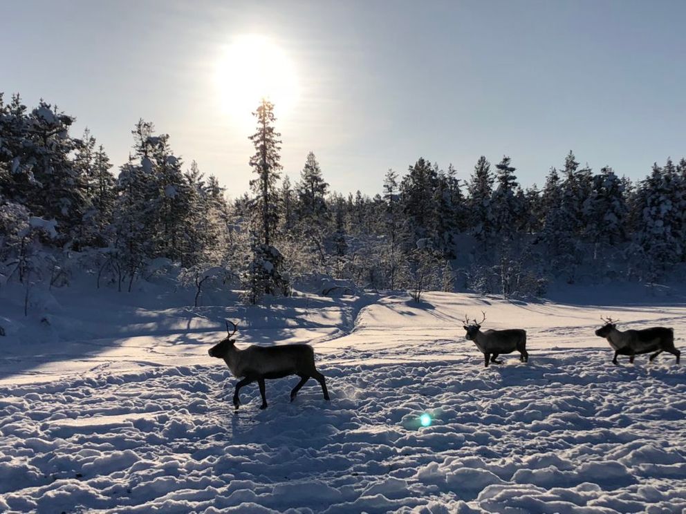 Indigenous People of Sweden: The Sámi - Study in Sweden